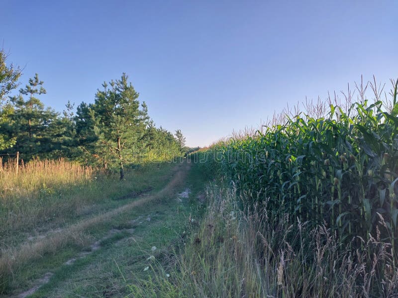 Corn heads on the field stock photo. Image of field - 285791972