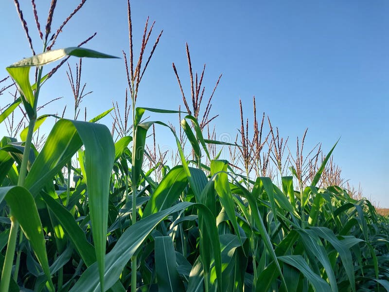 Corn heads on the field stock photo. Image of heads - 285792002