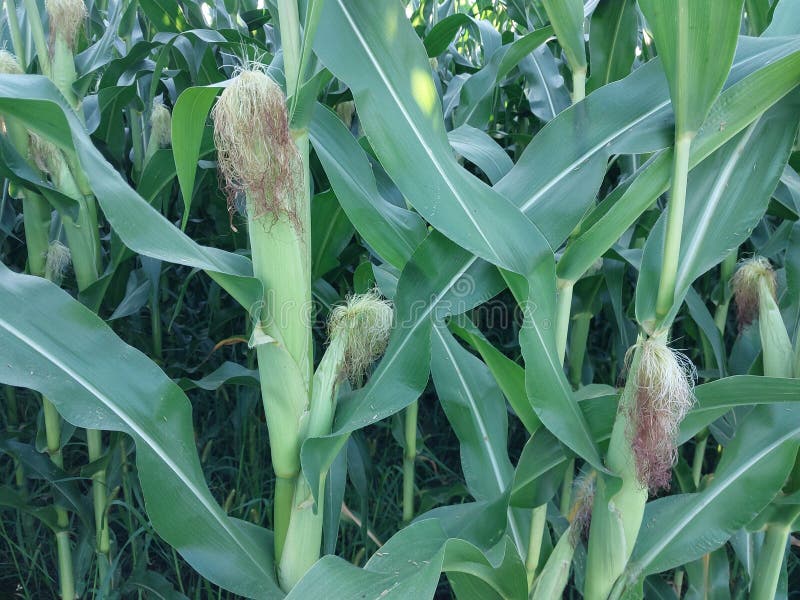 Corn heads on the field stock photo. Image of texture - 285792012