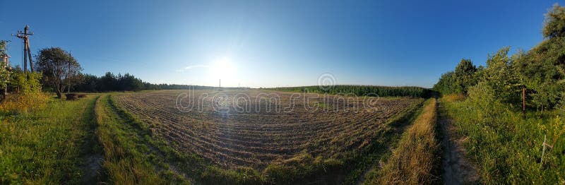 Corn heads on the field stock image. Image of maize - 285792055