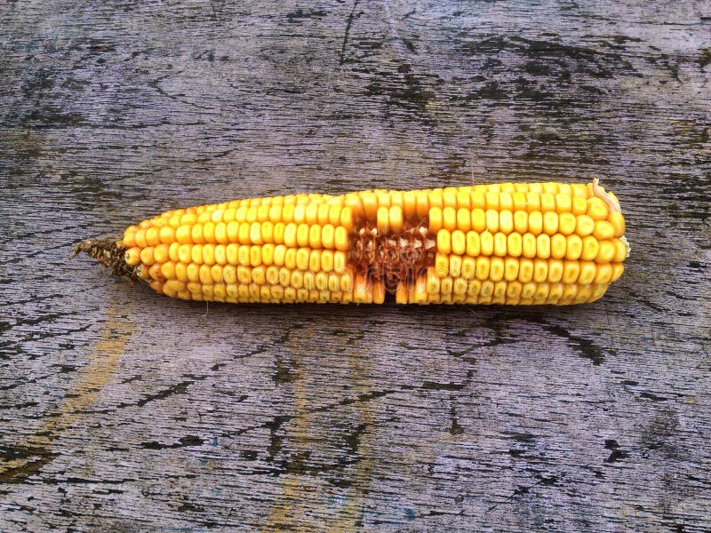 Corn heart art stock image. Image of autumn, background - 46010087