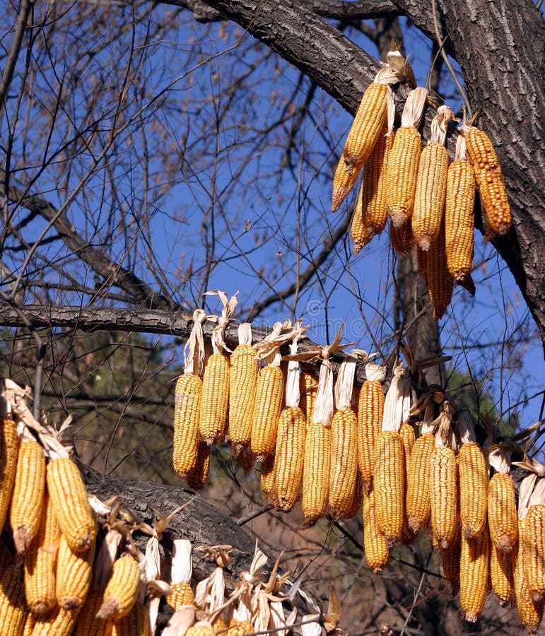 Corn hung out to dry stock photo. Image of outdoor, grains - 4716200
