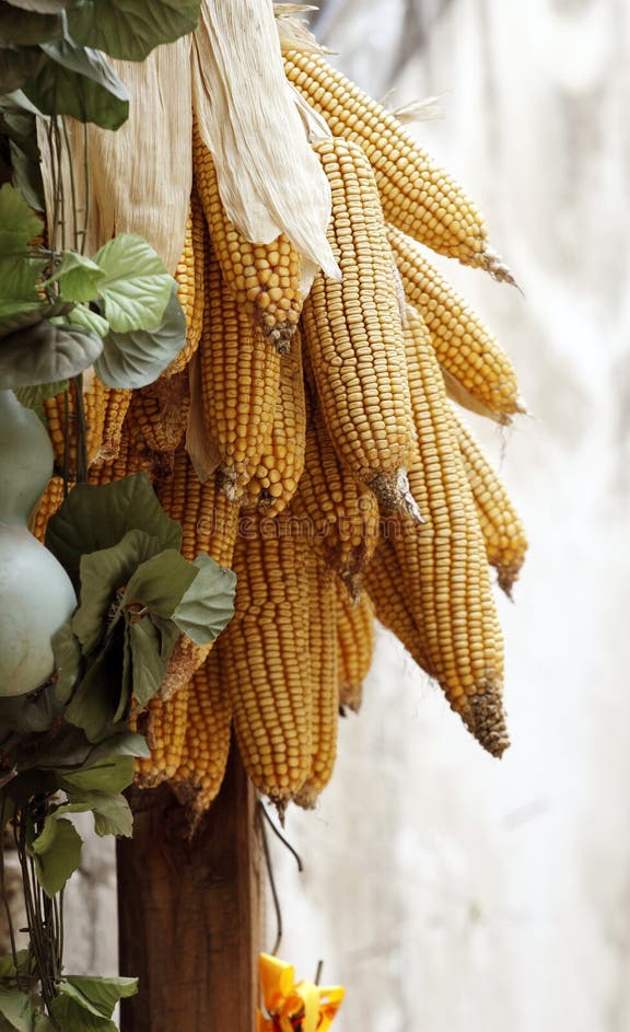 3,470 Hung Asian Trans Stock Photos - Free & Royalty-Free Stock Photos ...