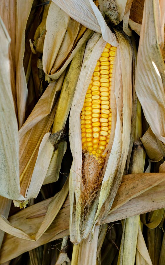 Corn in husk stock photo. Image of stalk, yellow, crop - 27856528