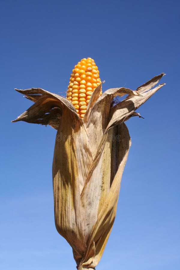 Corn in Husk / Bio-Fuel stock image. Image of husk, maize - 1380113