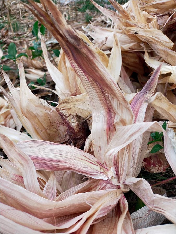 Corn husk stock photo. Image of meadow, corn, husk - 269592840