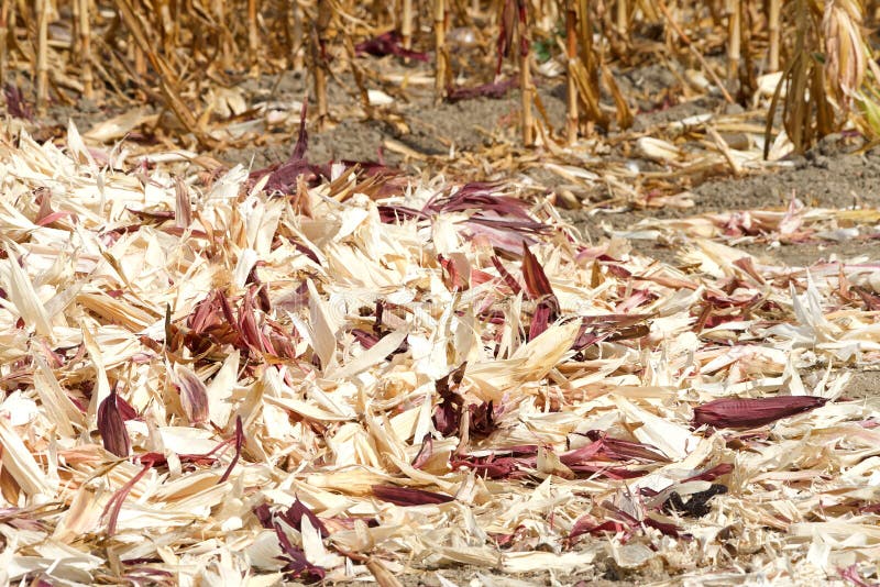 Corn Husks Debris on Ground in Front of Dried Up Corn Stalks after ...