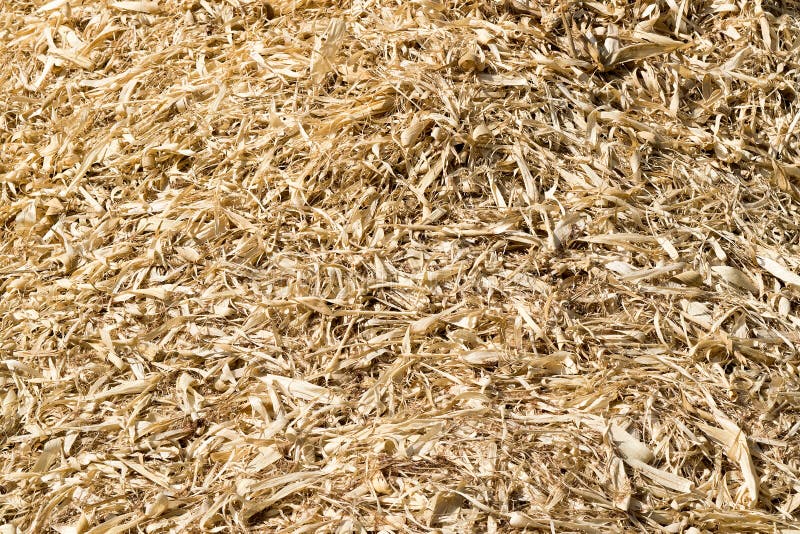 Corn Husks Dry - Corn Crumb Crust in a Corn Field Stock Image - Image ...