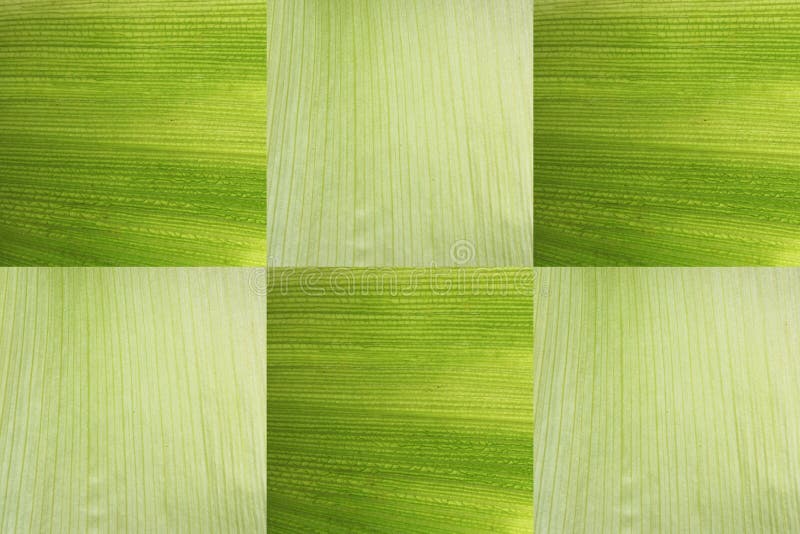 The corn husks isolated. stock photo. Image of healthy - 77496574