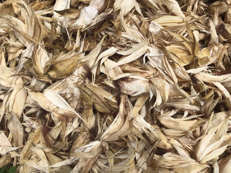 Corn husks stock photo. Image of pile, dried, corn, husks - 308673808