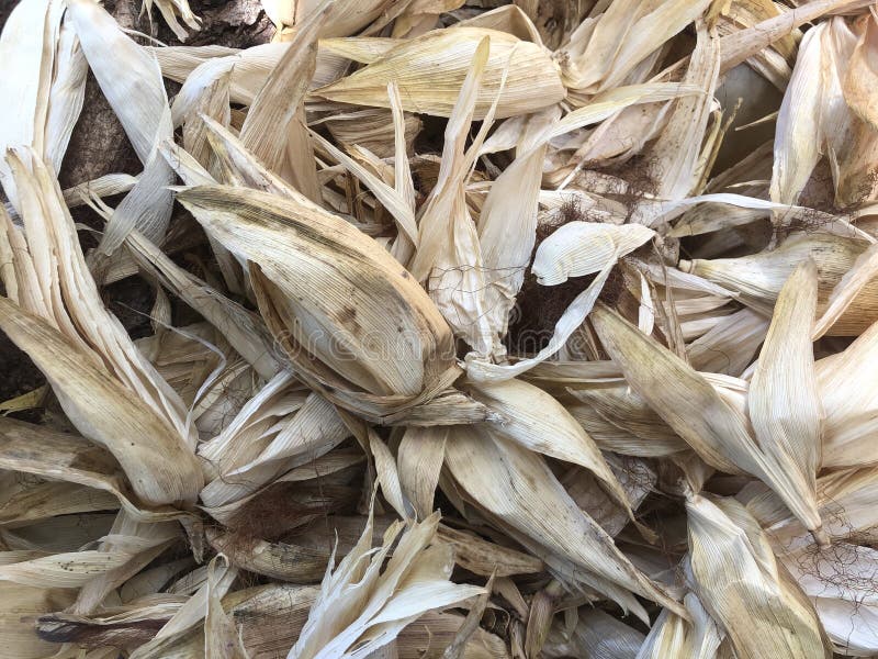 Corn husks stock photo. Image of husks, plantation, dried - 308673918
