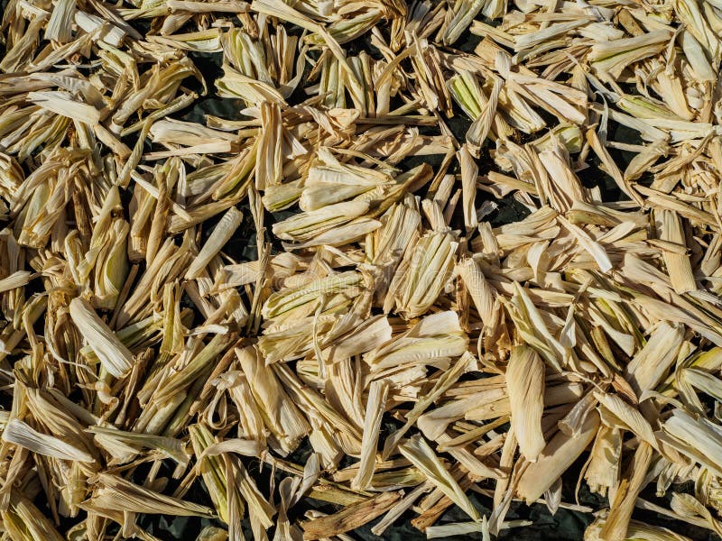 Corn husks stock photo. Image of closeup, healthy, left - 60626460