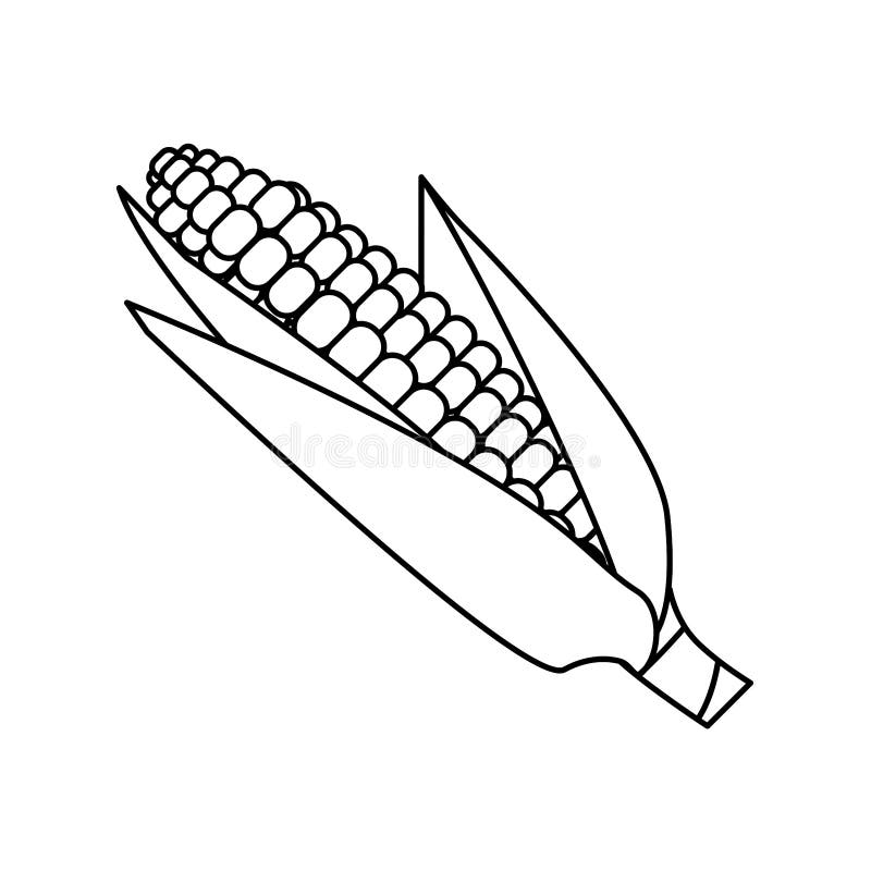 Corn icon. Corn cob icon stock vector. Illustration of agriculture ...