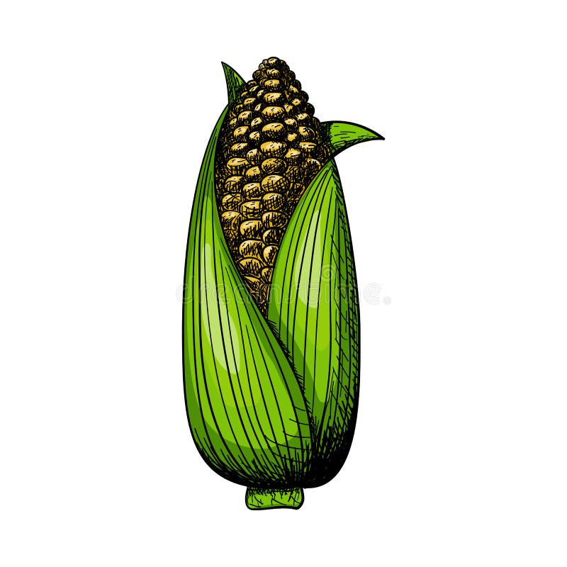 Corn Icon stock vector. Illustration of corn, food, draw - 220113391