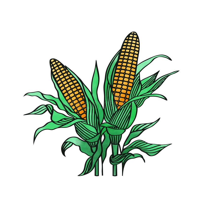 Corn Illustration. Design Element for Thanksgiving Stock Image ...