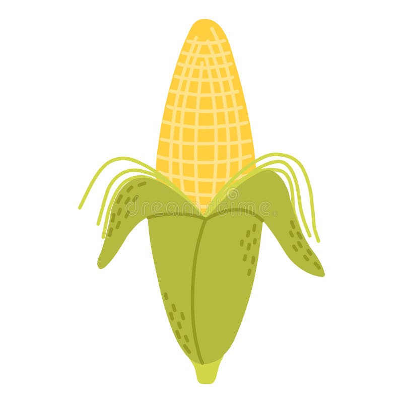 Corn Illustration. Hand Drawn Corn Cob Stock Vector - Illustration of ...