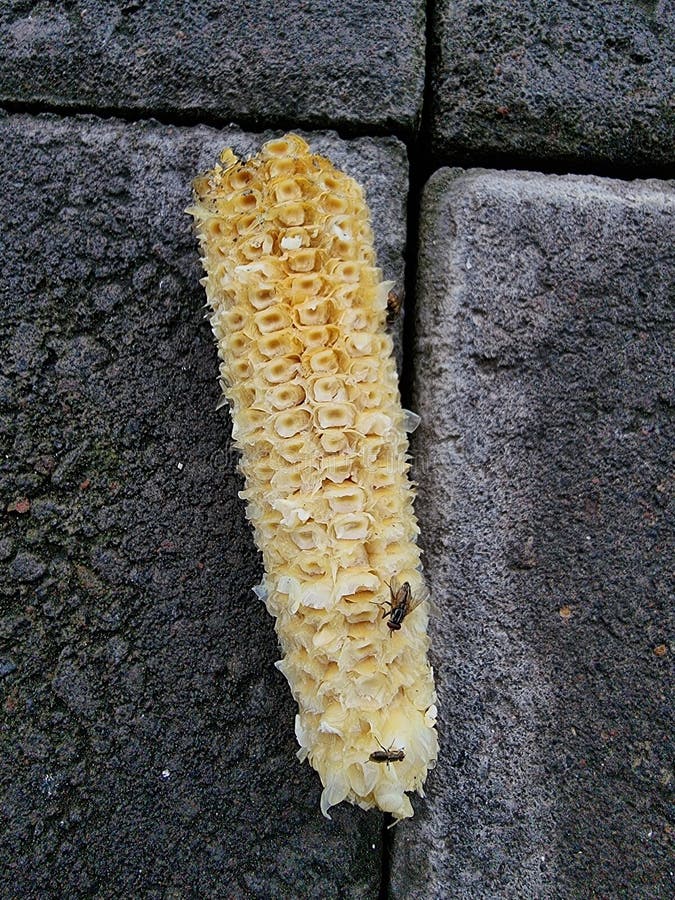 Corn insect fly stock image. Image of food, asphalt - 210353787