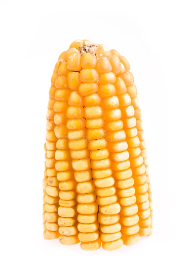 Corn isolated stock photo. Image of corn, food, agricultural - 7567432