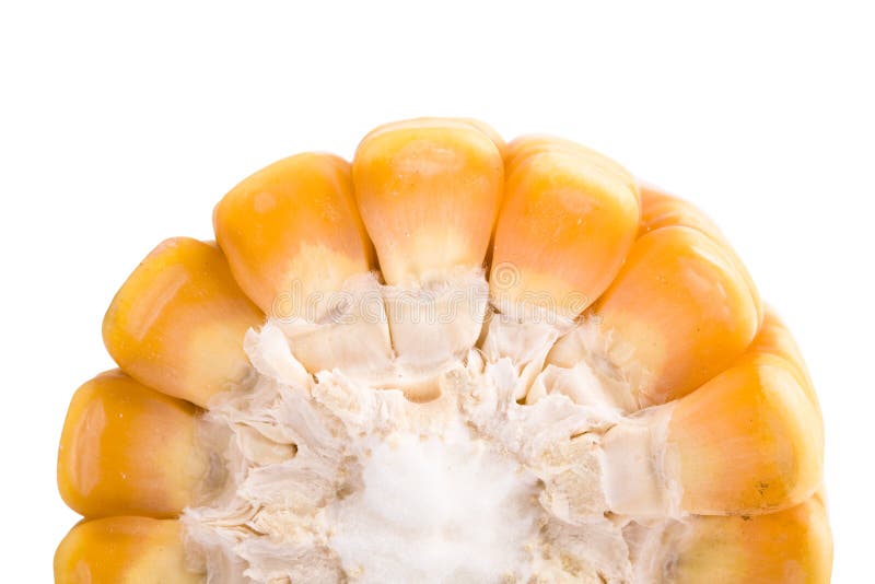 Corn isolated stock image. Image of plant, autumn, isolated - 7567453