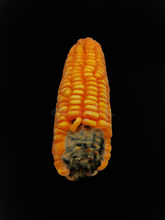 Corn in Isolated Black, Dried-raw Stock Image - Image of invertebrate ...