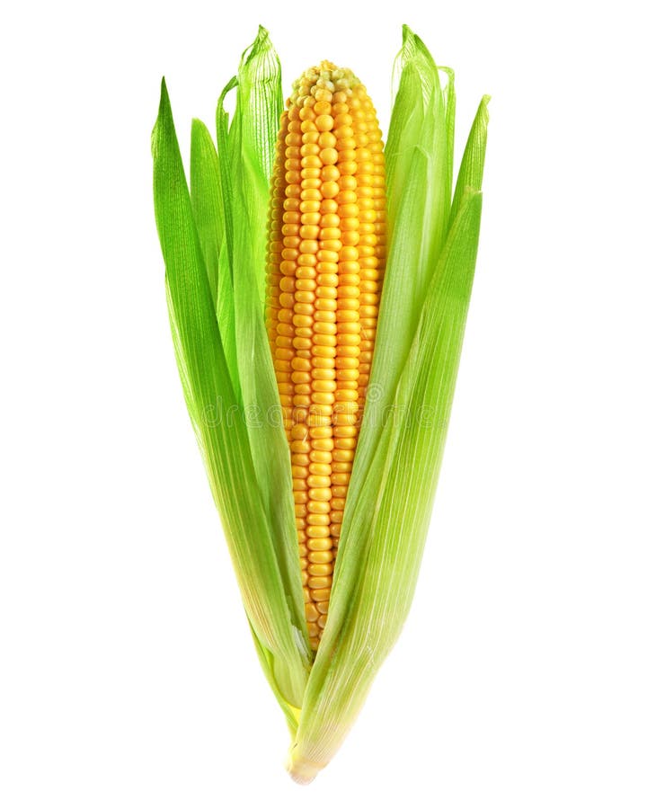 Ear of Corn isolated stock photo. Image of kernels, object - 20472510