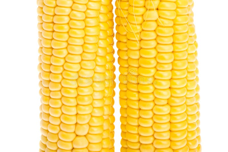 Yellow corn isolated stock photo. Image of health, corn - 260651756