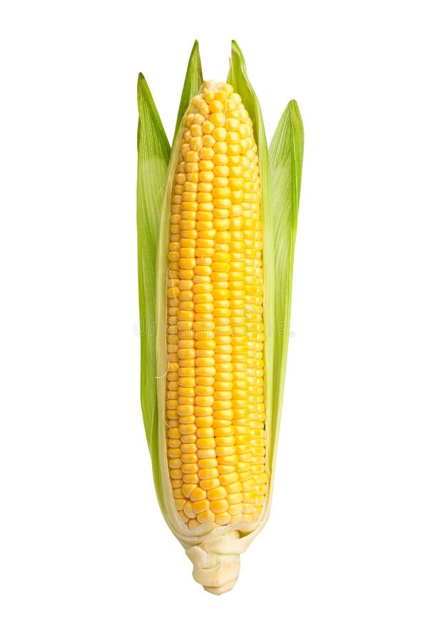 1,367 Single Corn Kernel Stock Photos - Free & Royalty-Free Stock ...