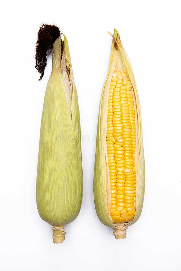 Corn Isolated on White Background, Closeup Top View. Stock Image ...