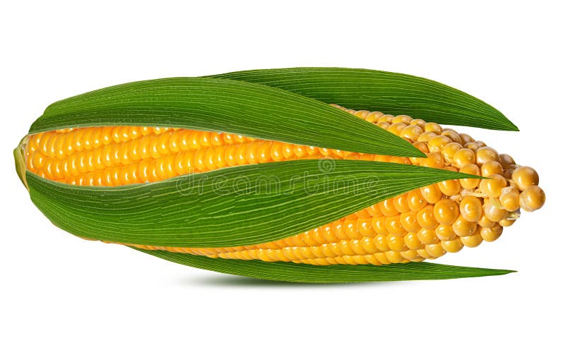Corn isolated on white stock photo. Image of husk, healthy - 140198386