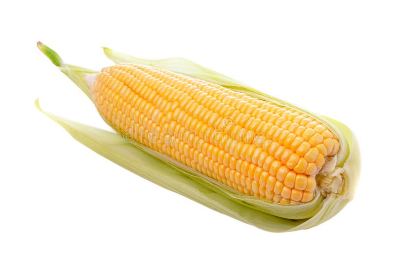Corn on white background stock image. Image of white - 58262205
