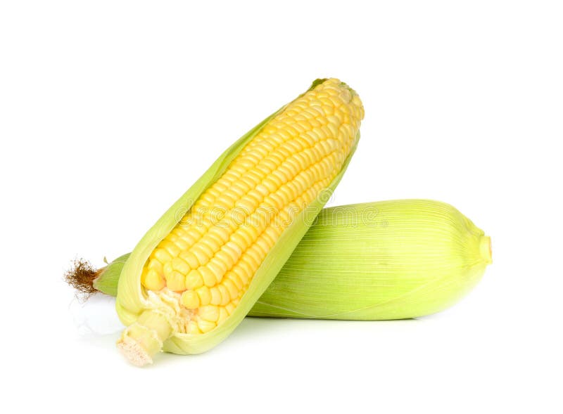 Corn Isolated on White Background Stock Photo - Image of food, corn ...