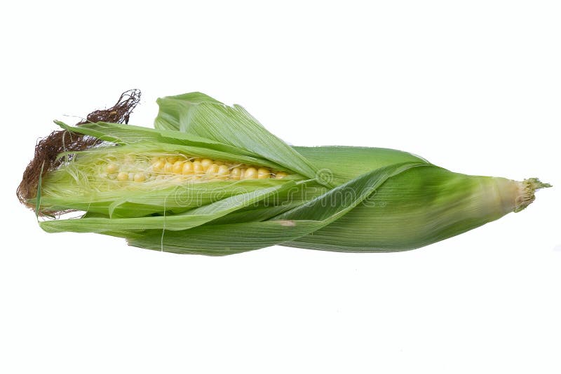 Corn Isolated on White Background Stock Photo - Image of fresh, grain ...