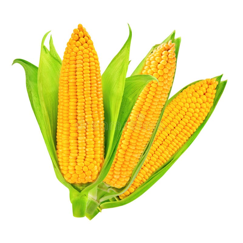 Corn isolated stock image. Image of grain, kernels, ingredient - 49168875