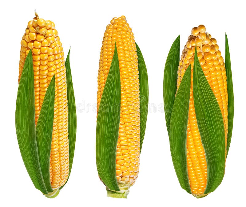 Corn isolated on white stock image. Image of grain, husk - 140198439
