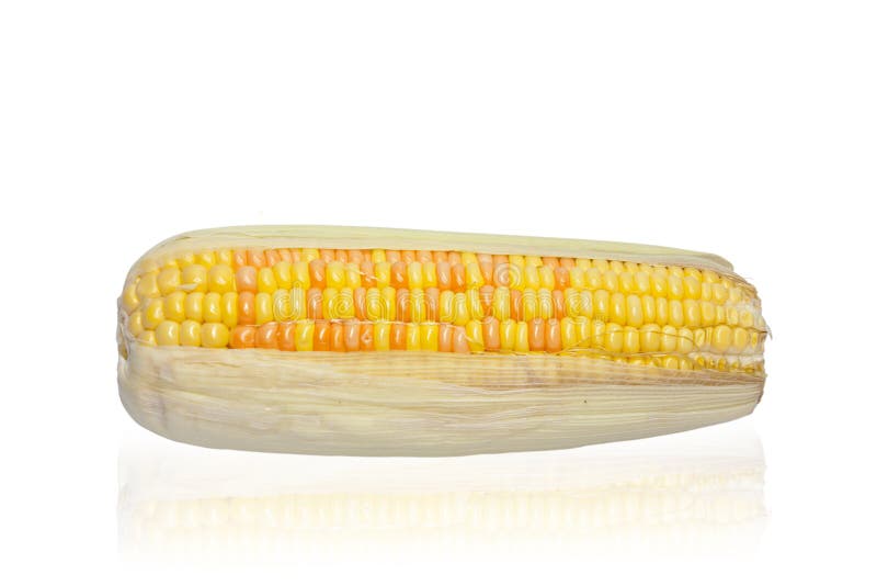 Corn isolation stock photo. Image of crop, engraving - 21653868