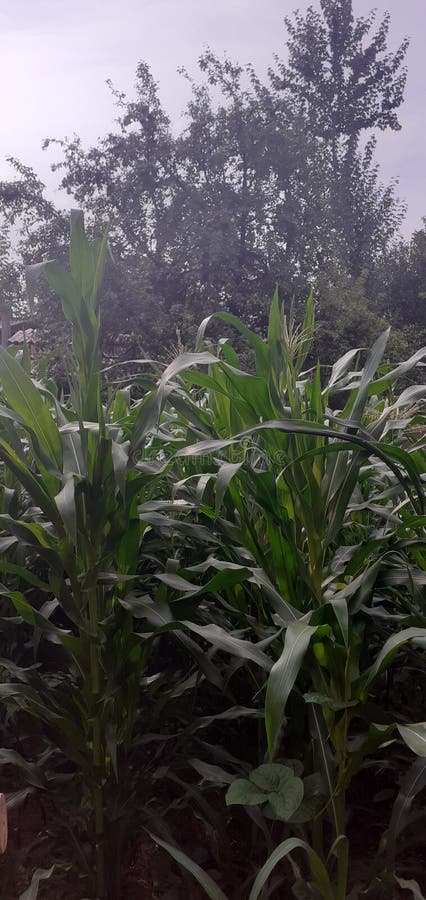 Corn Jungle , Many Green Corns Stock Photo - Image of green, corn ...