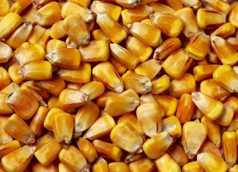 Corn kernals stock image. Image of texture, nutrition - 15941249