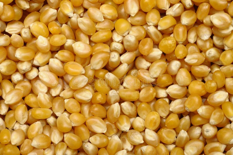 Corn kernel stock image. Image of plant, grain, corn - 23411287