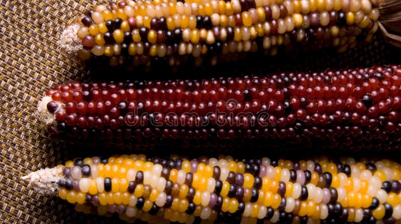 Corn Kernel stock photo. Image of seasonal, yellow, food - 6375322