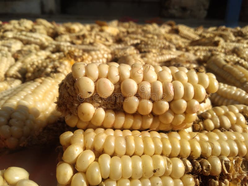 Corn Cob and corn kernel stock image. Image of agriculture - 14983085