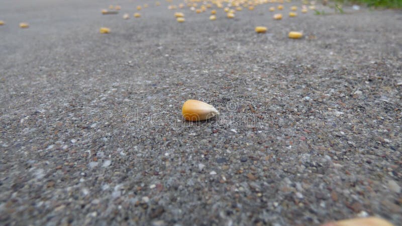 Corn kernel on concrete stock image. Image of closeup - 89699855