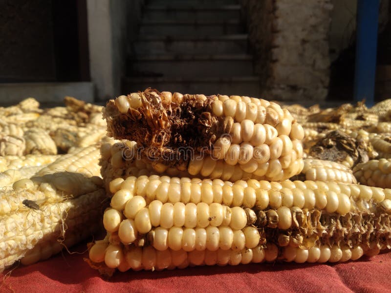 Corn Kernel Damage by Insects and Pest Stock Photo - Image of pest ...
