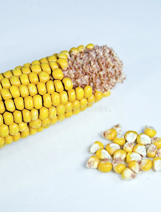 Corn kernels stock image. Image of cereal, grain, nature - 27161449