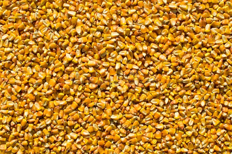 3,646 Raw Corn Kernels Texture Stock Photos - Free & Royalty-Free Stock ...