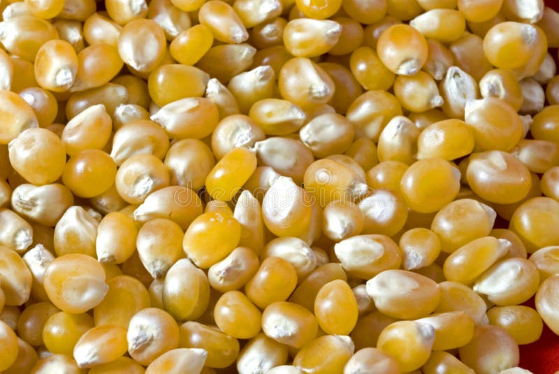 Corn Kernels stock photo. Image of yellow, snack, close - 801530