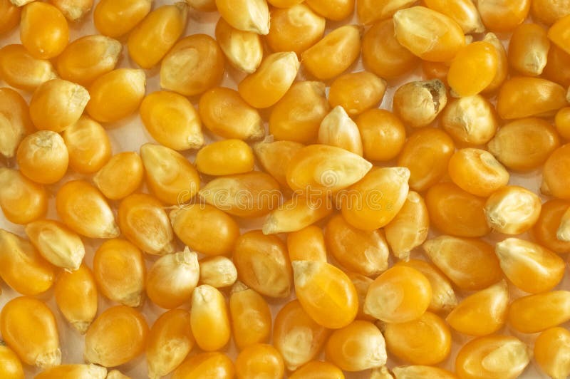 Corn kernels stock image. Image of cereal, grain, nature - 27161449