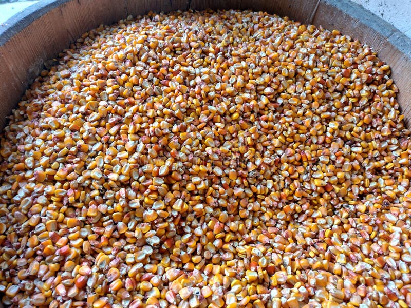 Corn Kernels in a Barrel at Farm Stock Image - Image of farm, yellow ...