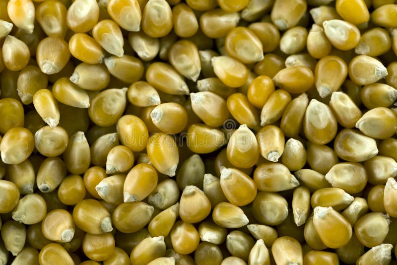Corn kernels bio stock image. Image of ears, energy - 126521111
