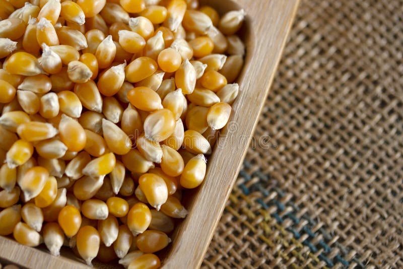 Corn kernels stock image. Image of closeup, macrophotography - 195244353