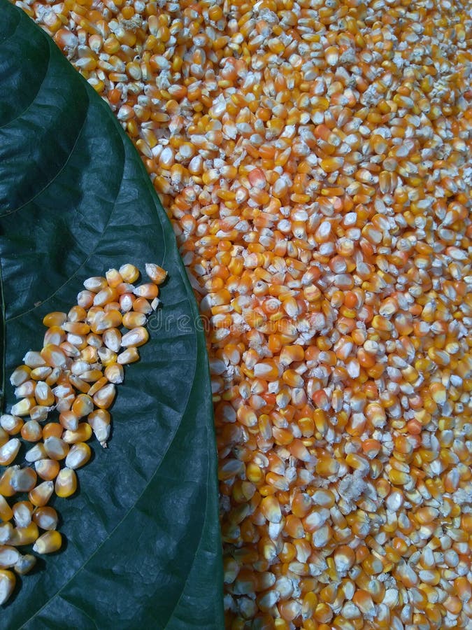 Corn Kernels in Brown Tree Leaves Stock Image - Image of copy, seeds ...